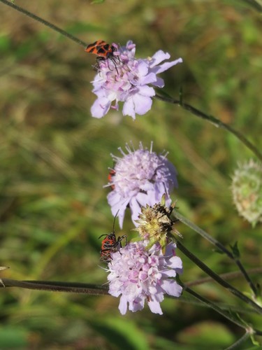 Fragrant scabious (Scabiosa canescens) Flower, Leaf, Care, Uses ...