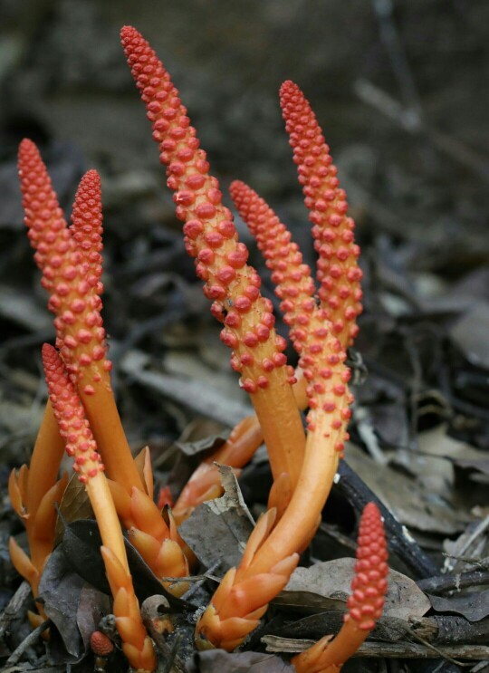 Balanophora Laxiflora (Balanophora laxiflora) - PictureThis