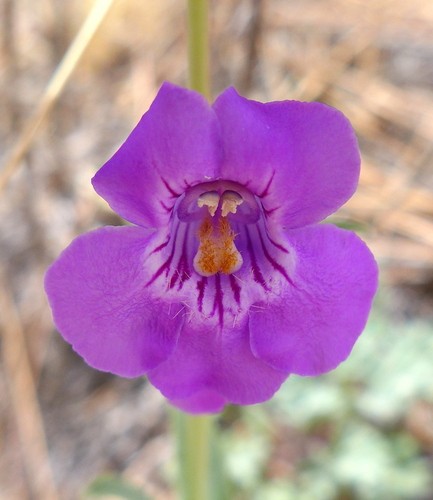 Sidebells penstemon (Penstemon secundiflorus) Flower, Leaf, Care, Uses ...