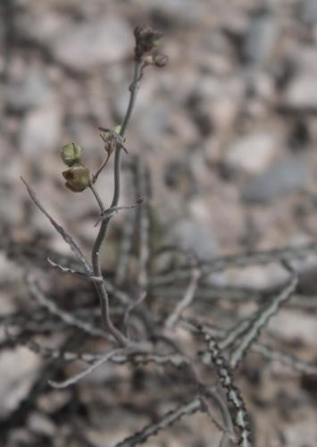 Funastrum crispum - PictureThis