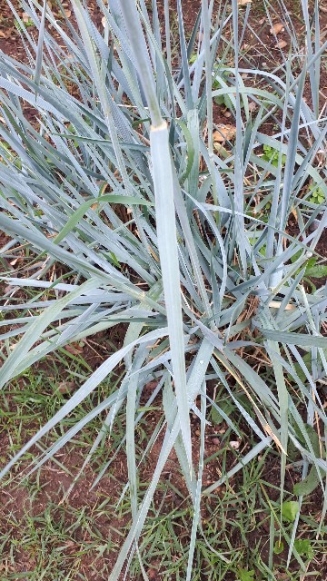 Lyme grass (Leymus arenarius) Flower, Leaf, Care, Uses - PictureThis
