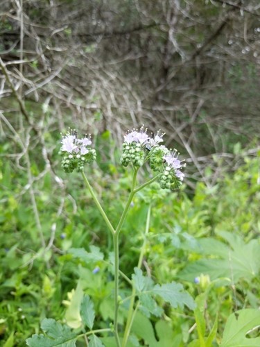 Tomasita (Phacelia congesta) - PictureThis