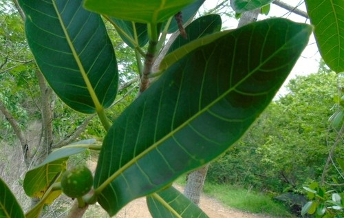 Ficus crocata - PictureThis