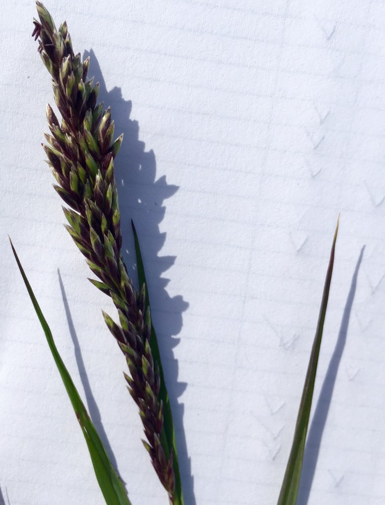 California melicgrass (Melica californica) Flower, Leaf, Care, Uses ...