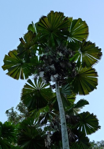 Licuala ramsayi - PictureThis