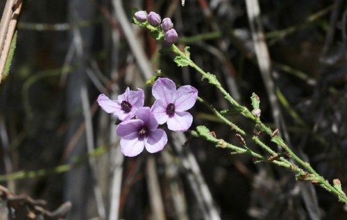 Tetratheca - PictureThis