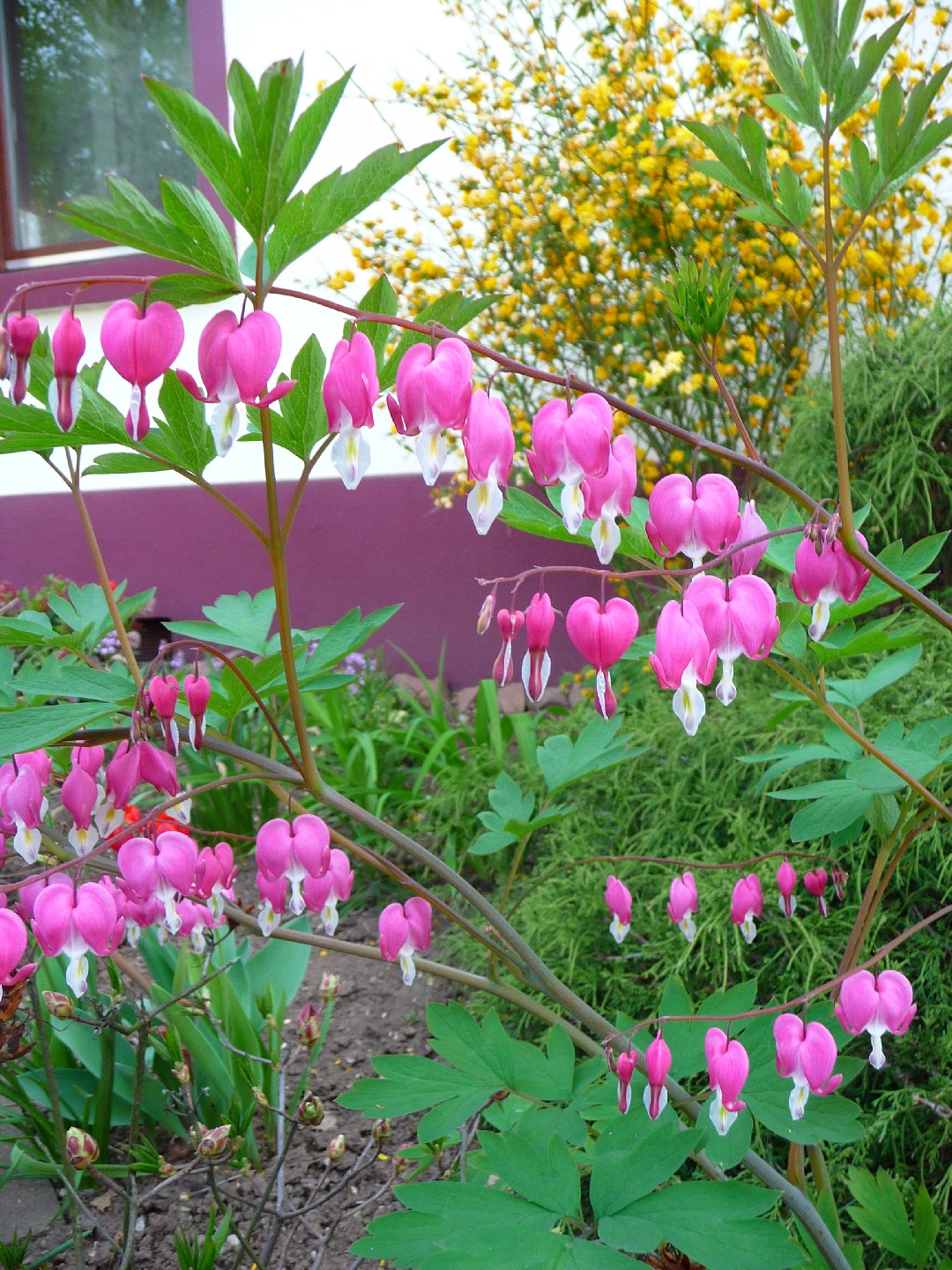 PictureThis - (Lamprocapnos spectabilis) زهرة القلب النازف