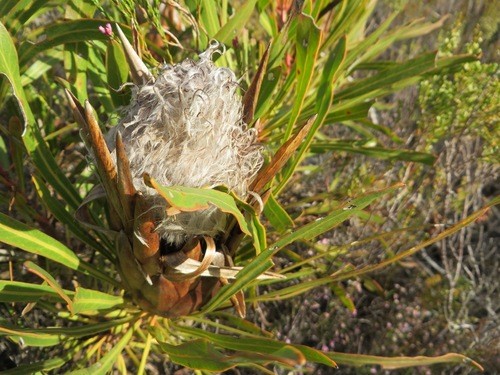 Protea longifolia - PictureThis