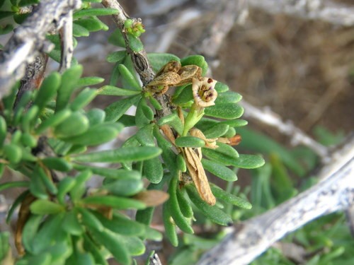 Lycium cinereum - PictureThis