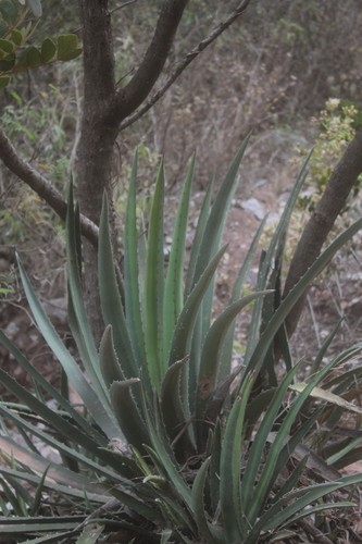 Agave difformis - PictureThis