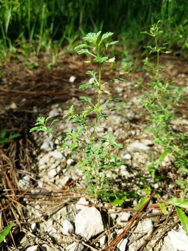 Conobea multifida - PictureThis