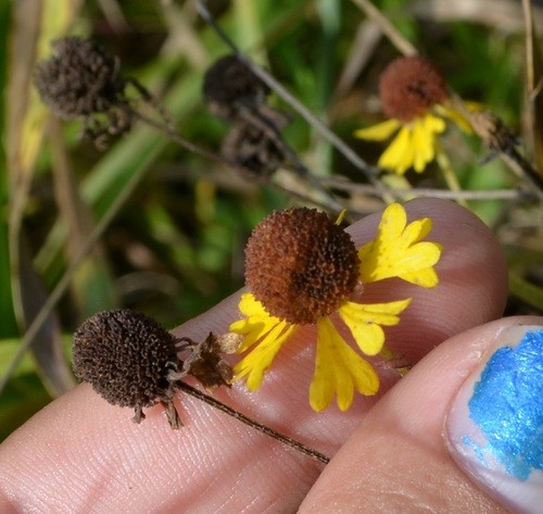 Helenium flexuosum - PictureThis