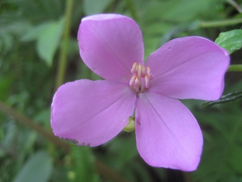 PictureThis - Arthrostemma ciliatum