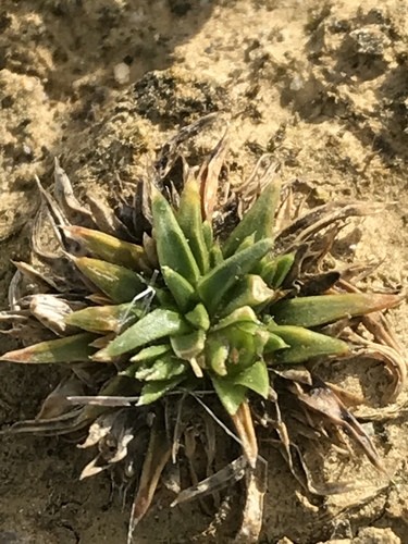 Colobanthus muelleri Flower, Leaf, Care, Uses - PictureThis