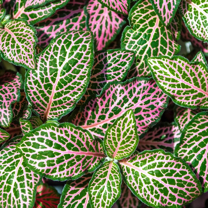 Fittonia - PictureThis