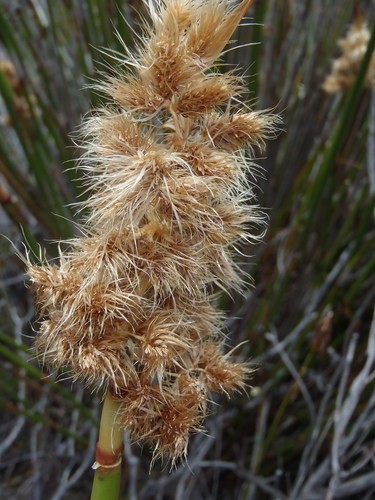 Arrow reeds Care (Watering, Fertilize, Pruning, Propagation) - PictureThis