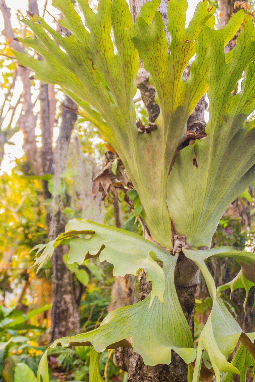 Staghorn fern Care (Watering, Fertilize, Pruning, Propagation ...