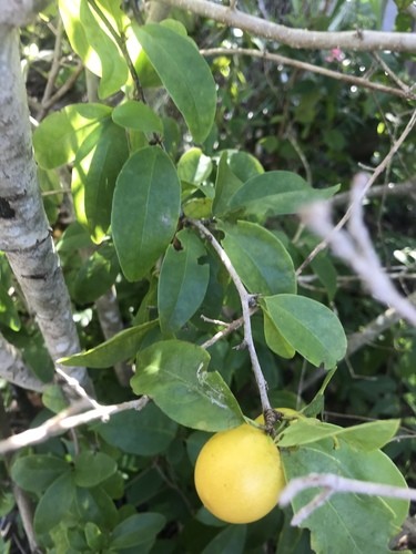 How to Plant and Grow Tallow wood(Ximenia americana)