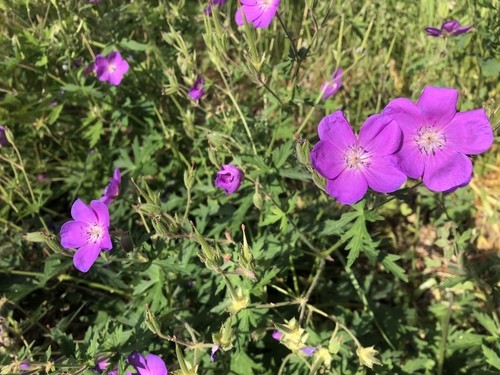 Geranium oreganum - PictureThis