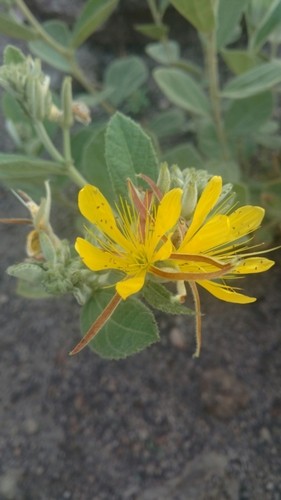 Triumfetta polyandra - PictureThis