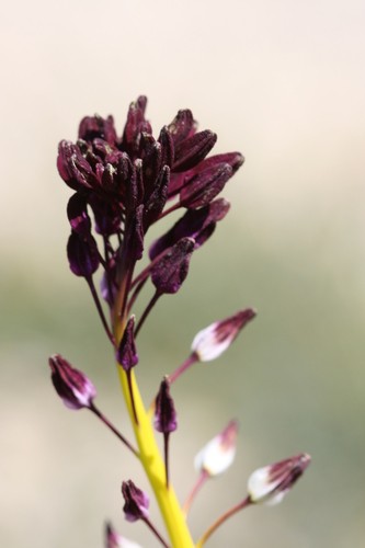 Caulanthus inflatus - PictureThis