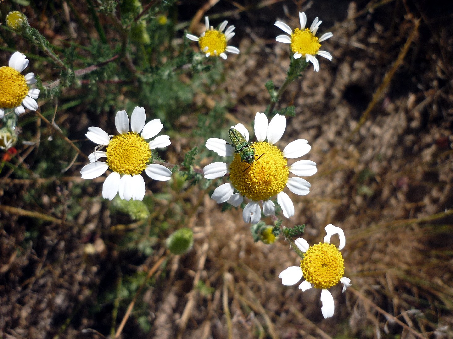 Manzanilla loca (Anacyclus clavatus) - PictureThis