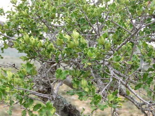 Common guarri (Euclea undulata) Flower, Leaf, Care, Uses - PictureThis