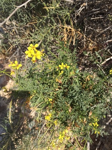 Diplotaxis ibicensis - PictureThis