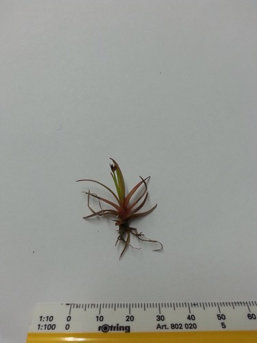 Juncus antarcticus - PictureThis
