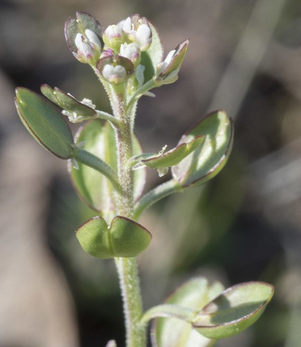 Lepidium nitidum - PictureThis
