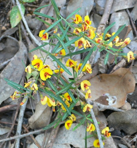 Bossiaea linophylla - PictureThis