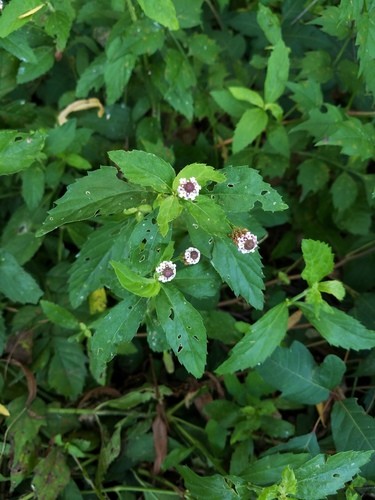 Fruta de sapo (Phyla lanceolata) - PictureThis