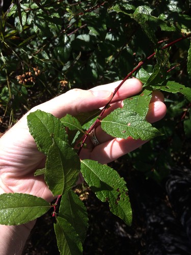 How to Plant and Grow Bebb's willow(Salix bebbiana)