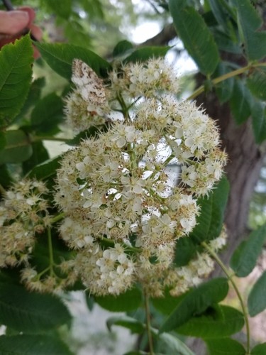 How to Plant and Grow Northern mountain ash(Sorbus decora)