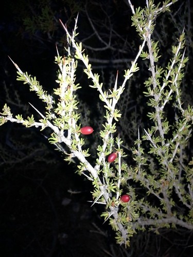 Abrojo (Condalia ericoides) - PictureThis