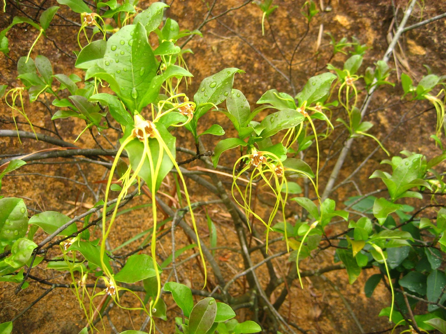Strophanthus Flower, Leaf, Care, Uses - PictureThis