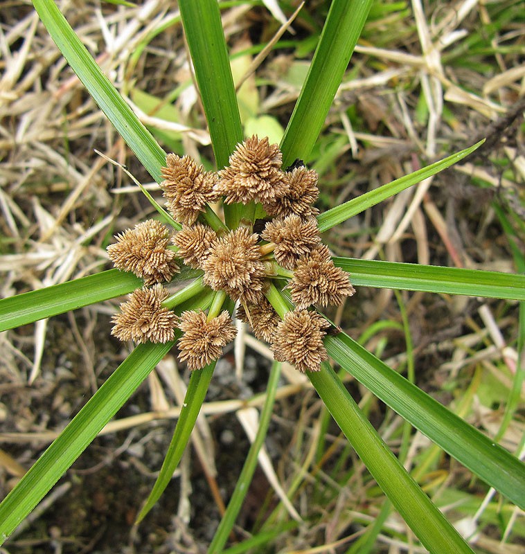 Cyperus ligularis 花言葉，毒性，よくある質問 - PictureThis