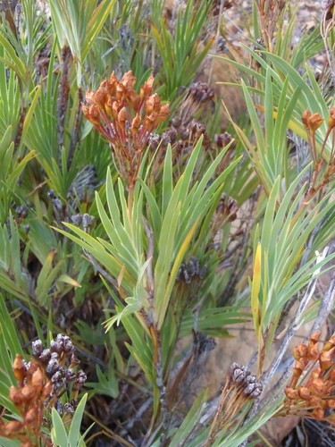 Nivenia binata Flower, Leaf, Care, Uses - PictureThis