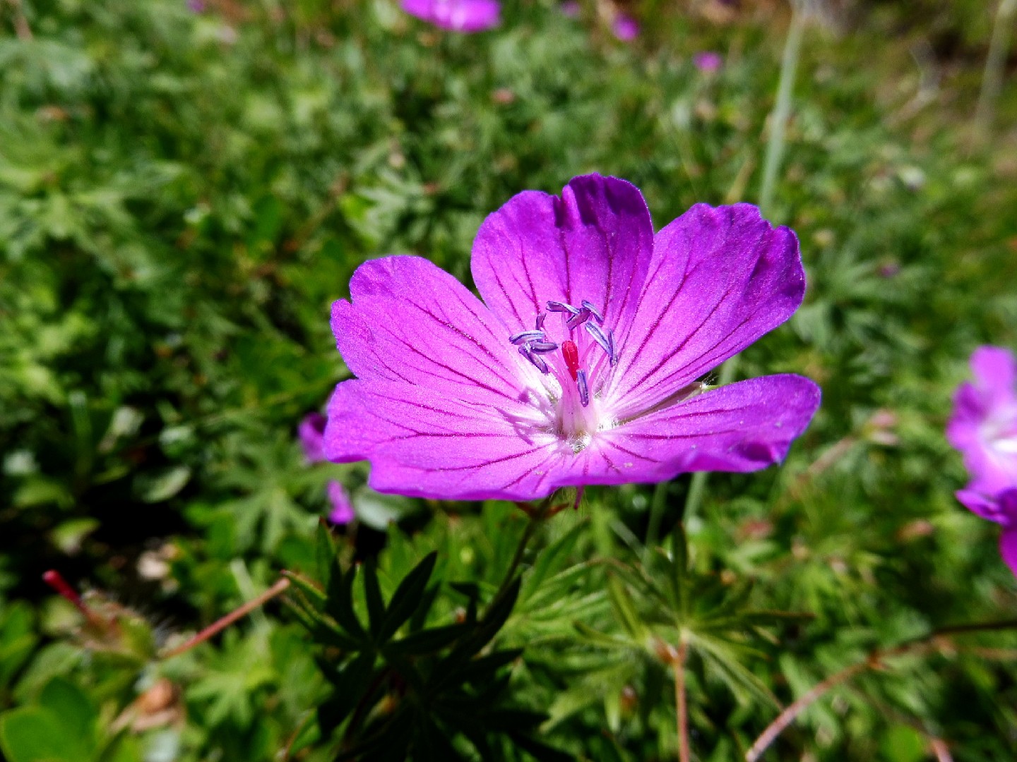 Bloody cranesbill (Geranium sanguineum) Flower, Leaf, Care, Uses ...