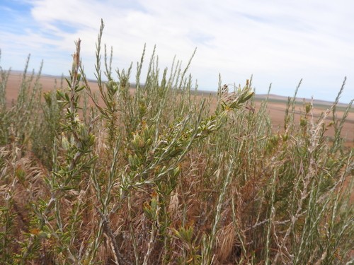 Little-leaf horsebrush (Tetradymia glabrata) Flower, Leaf, Care, Uses ...