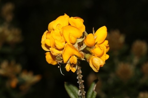 Common shaggy pea (Oxylobium ellipticum) Flower, Leaf, Care, Uses ...