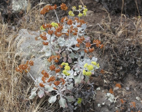 Eriogonum crocatum 照顧，種植，繁殖，開花時間 - PictureThis