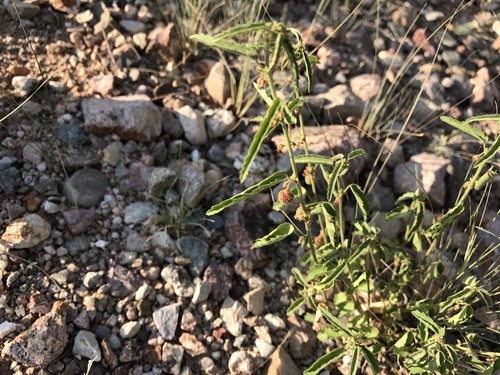 How to Grow and Care for Trans-pecos ayenia