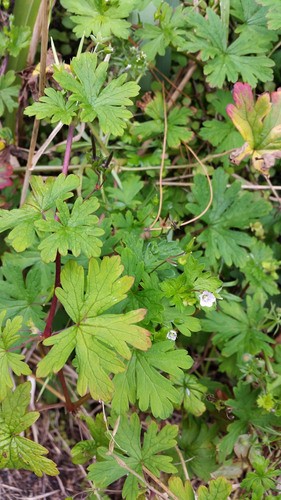 Australasian geranium (Geranium homeanum) Flower, Leaf, Care, Uses ...