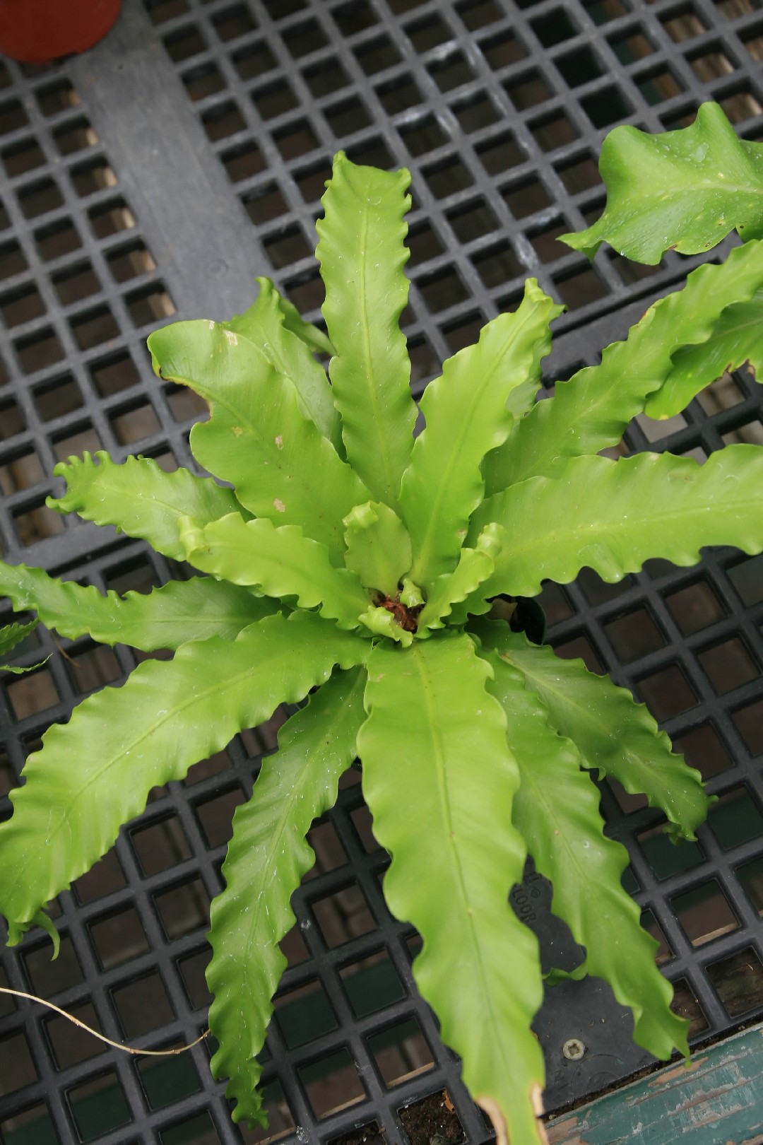파초일엽 (Asplenium antiquum) - PictureThis