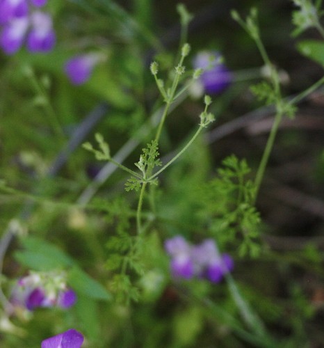 Yabea microcarpa - PictureThis