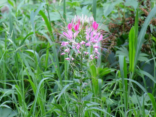 Cleome guaranitica - PictureThis
