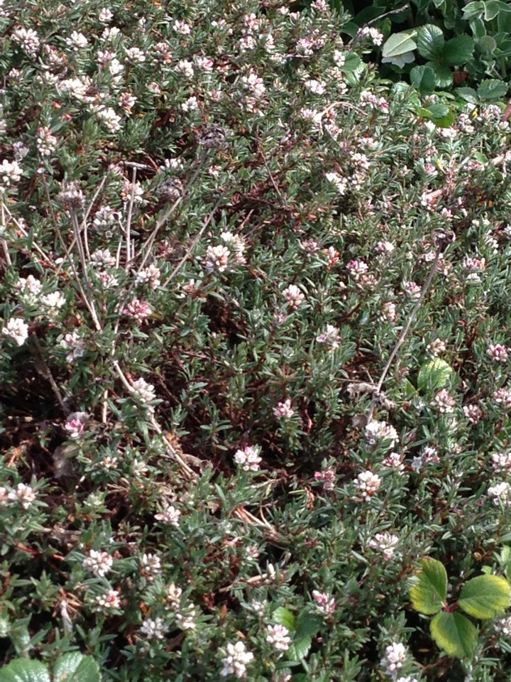 Beach knotweed (Polygonum paronychia) Flower, Leaf, Care, Uses ...