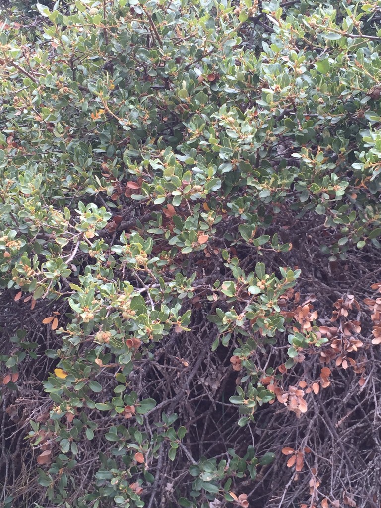 Quercus pacifica 花言葉，毒性，よくある質問 - PictureThis