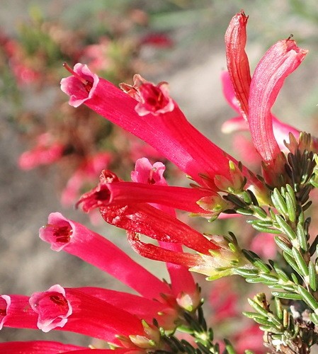 Erica discolor - PictureThis